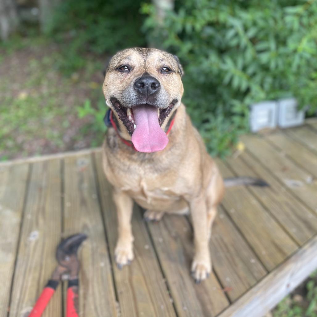 Dog for adoption - Shadow, a Mixed Breed in Hammond, IN | Petfinder