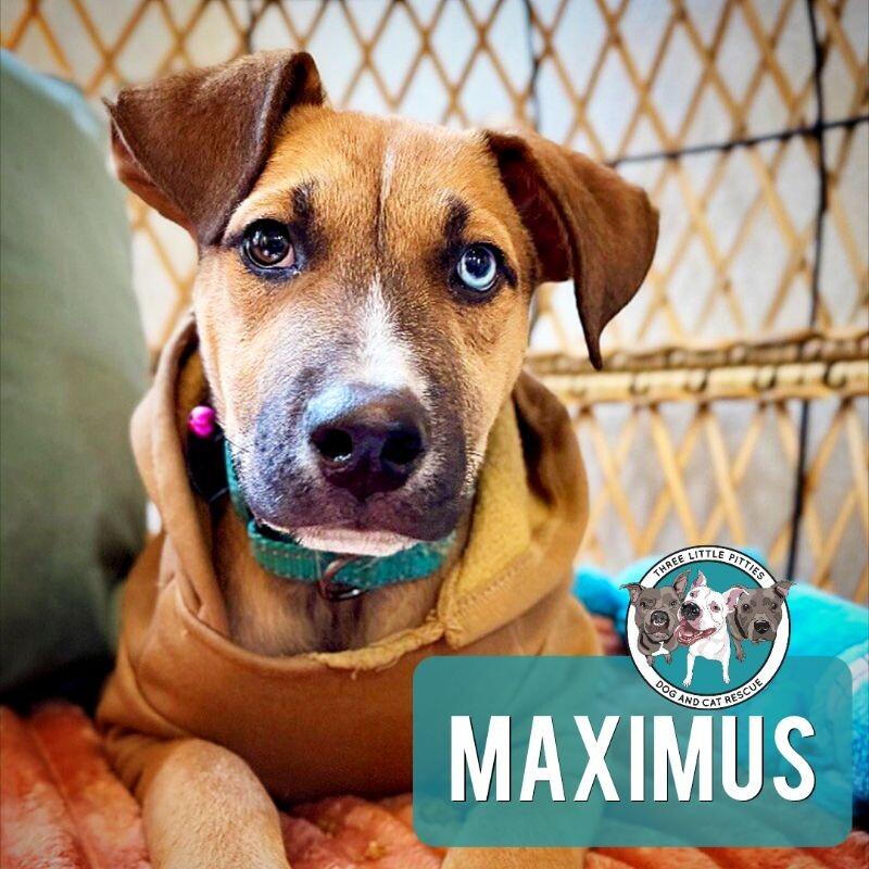 Dog for adoption - Maximus the Bright Eyed Cuddlebear, a Labrador ...