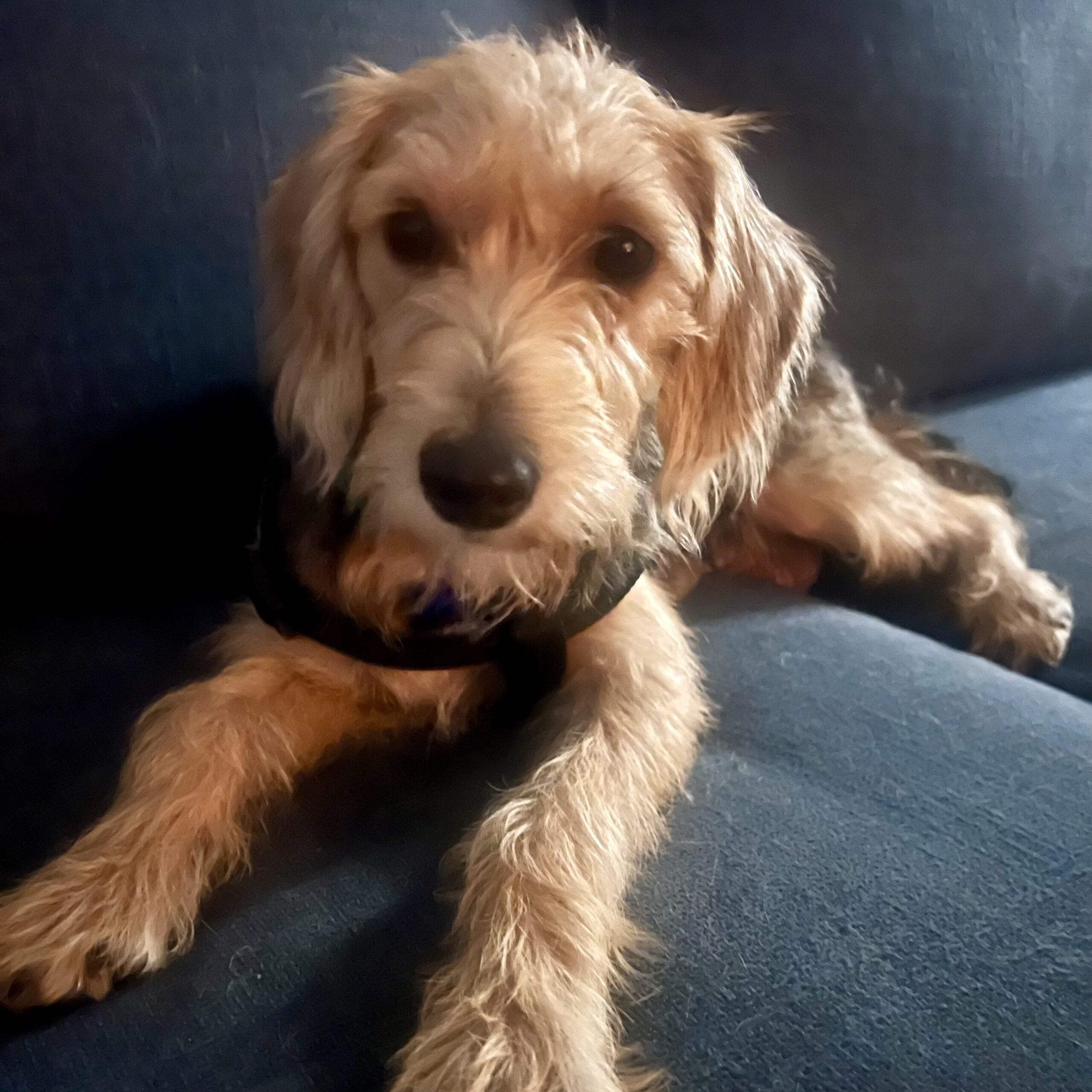 Dog for adoption - Pam Pam, a Terrier Mix in West Chester, PA | Petfinder