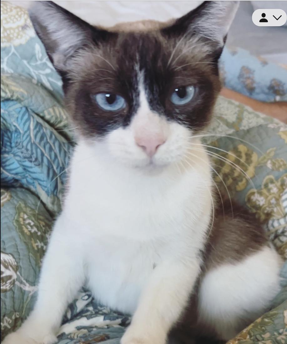 Cat for adoption - :::Mocha:::, a Siamese & Domestic Short Hair Mix in ...