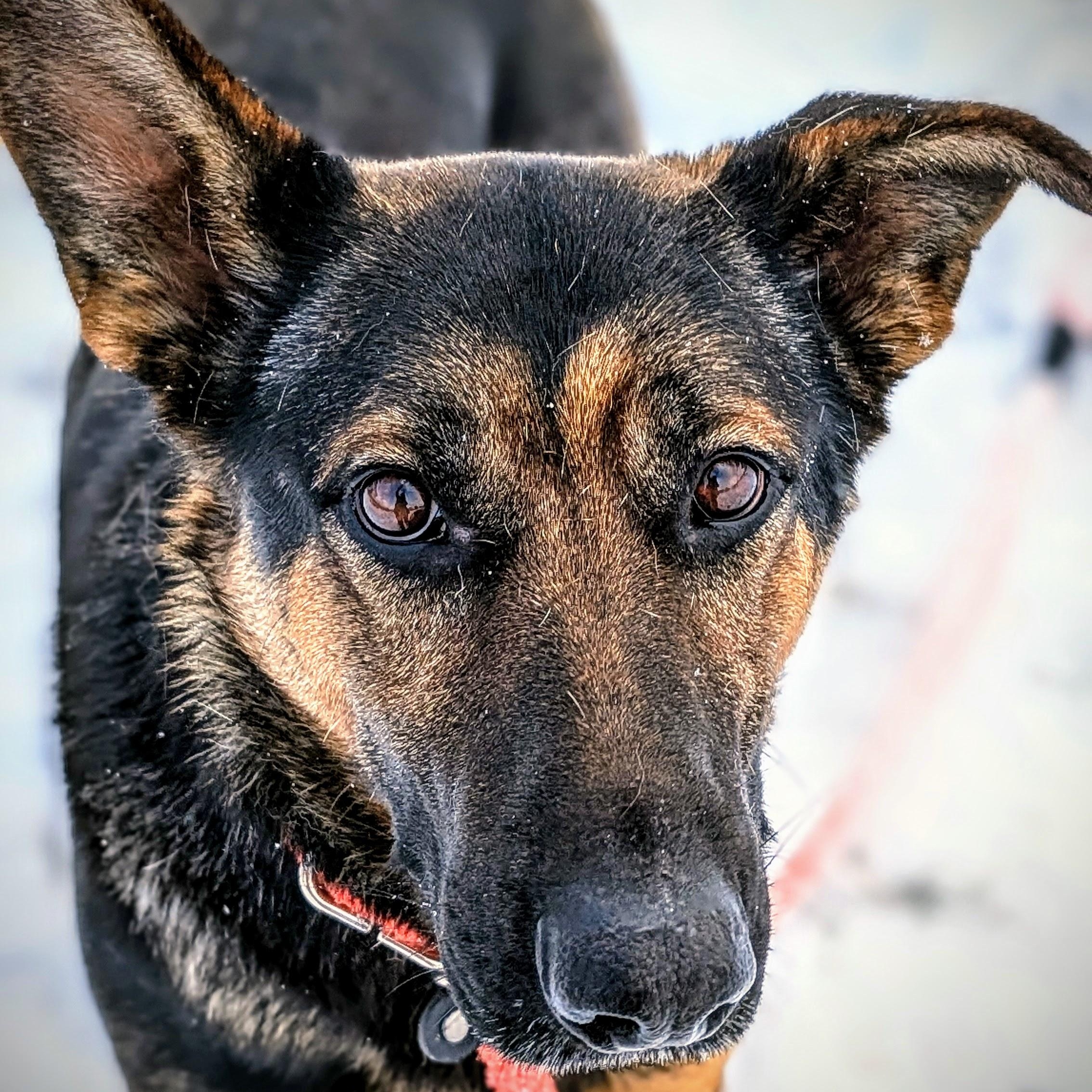 Dog for adoption - 180339 Java, a German Shepherd Dog in Ravenna, OH | Petfinder