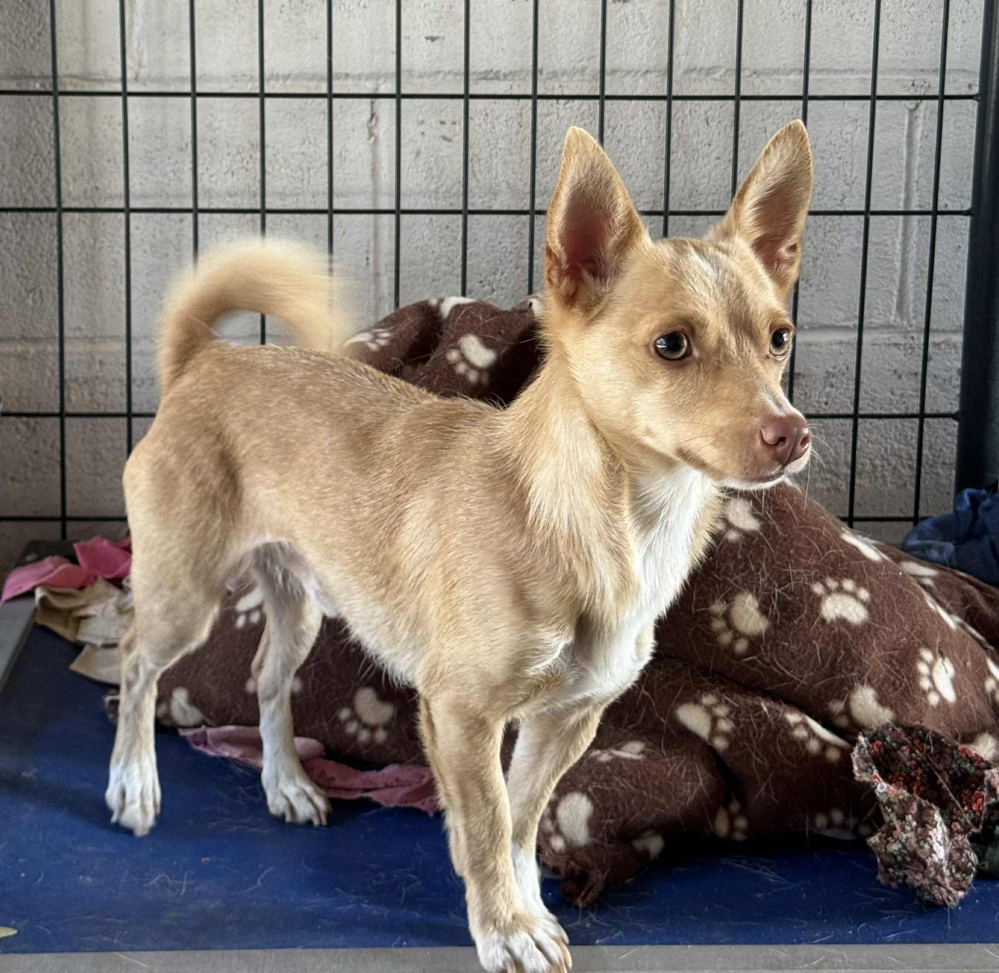 Dog for adoption - Bongo, a Terrier Mix in Lansing, MI | Petfinder