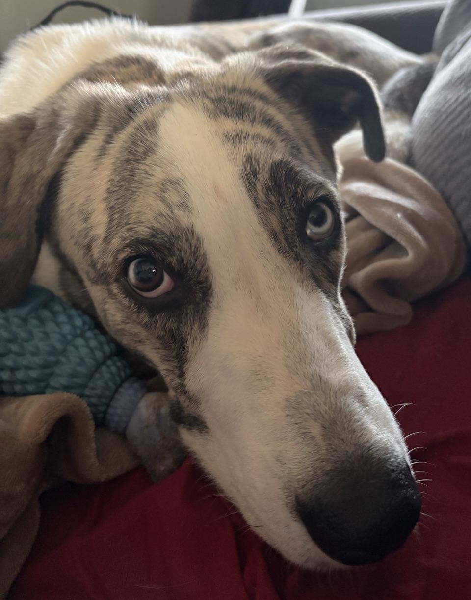 Dog for adoption - ~Courtesy~ Ozzy Pawsborn, a Husky & Australian ...