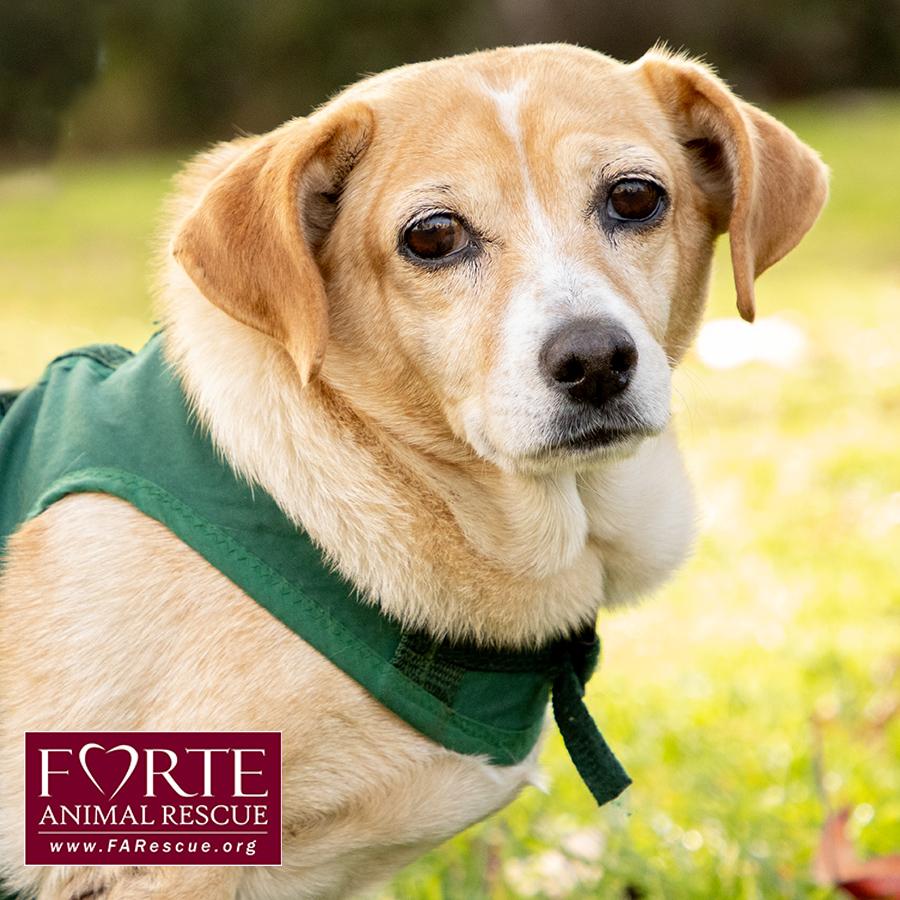 Dog for adoption - Raisin, a Beagle & Corgi Mix in Marina Del Rey, CA ...