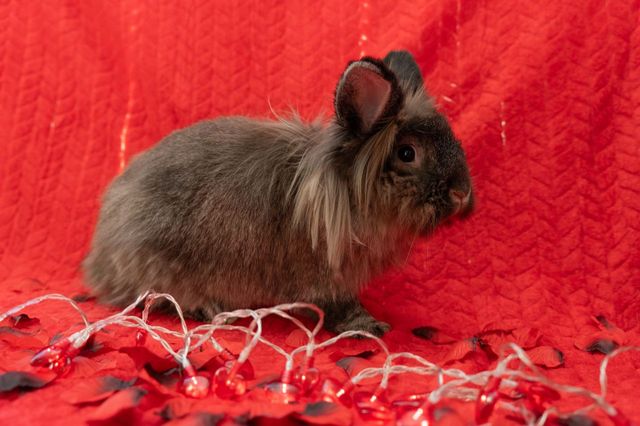 Rabbit for adoption - Floof, a Lionhead in Folsom, CA | Petfinder
