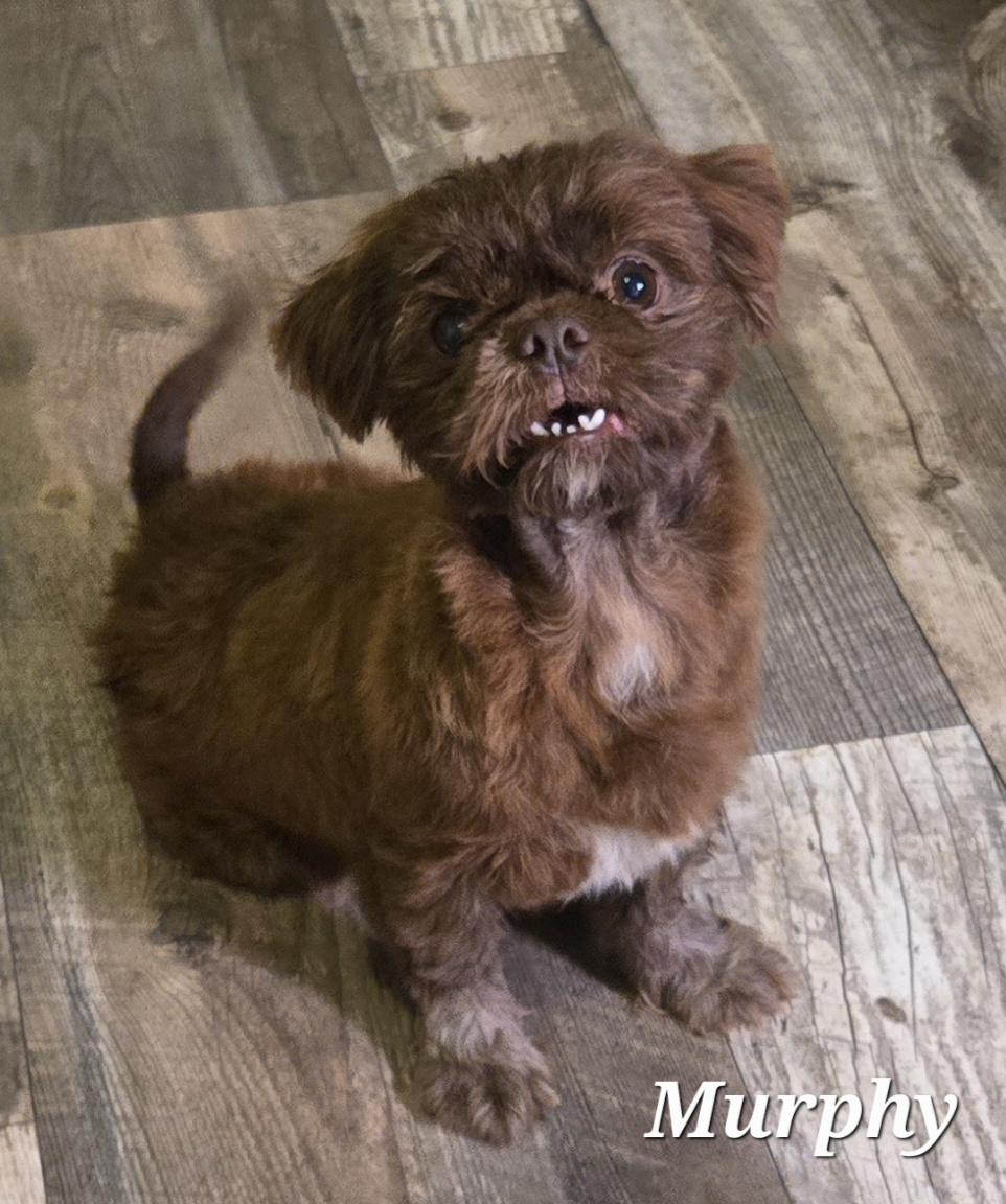 Dog for adoption - Murphy, a Shih Tzu in Brattleboro, VT | Petfinder