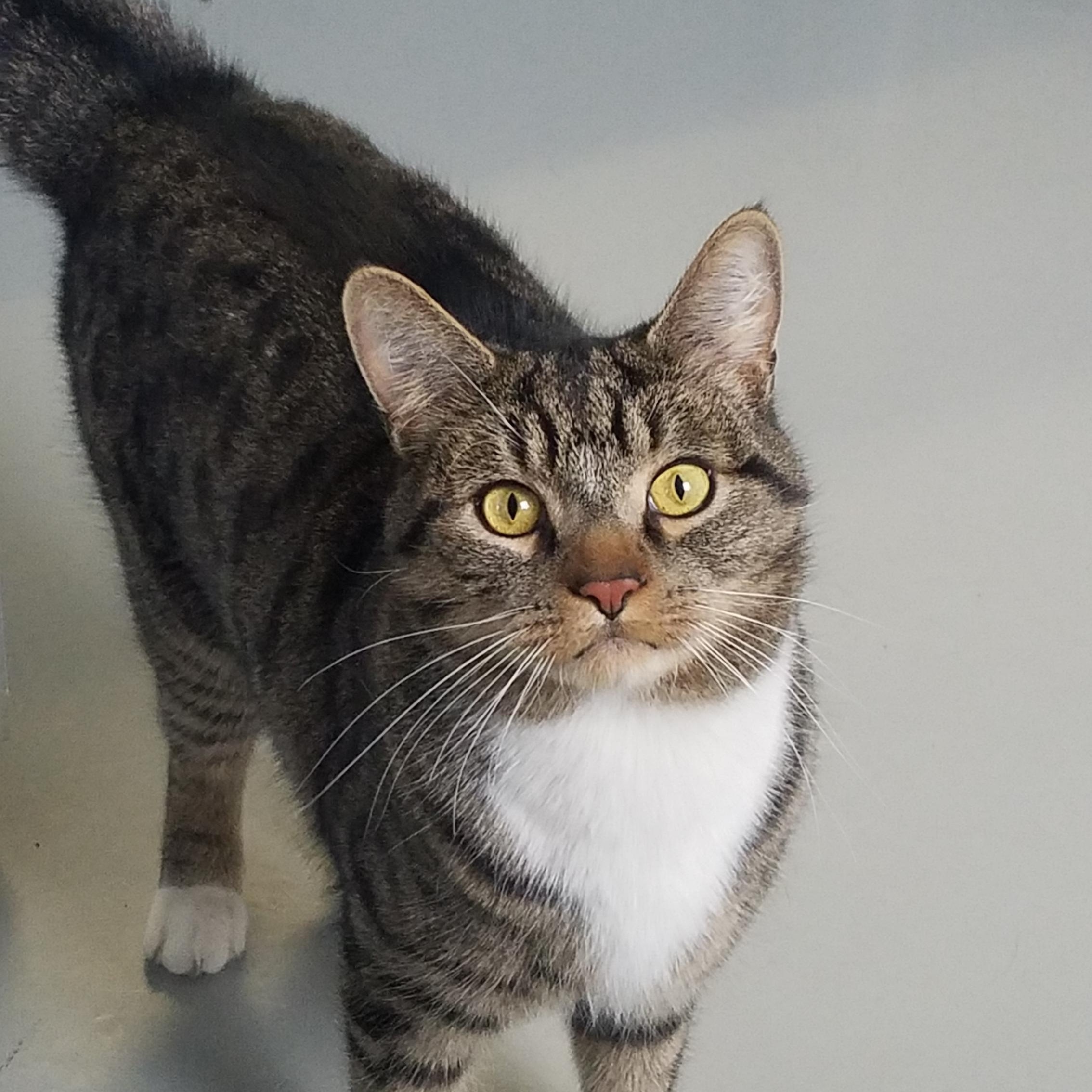 Chulo - Adoptable Pet | Petfinder | Petfinder