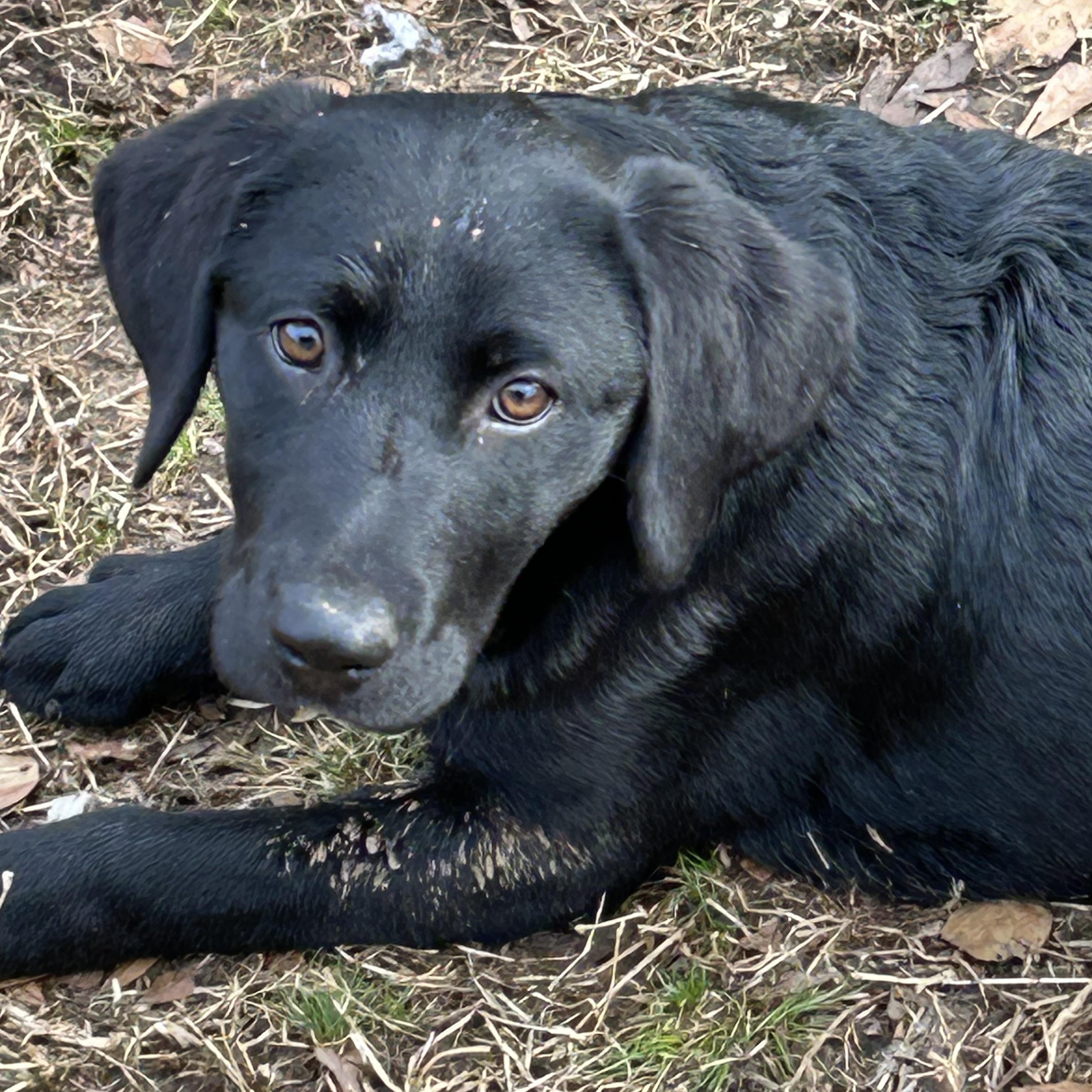 Dog for adoption - Cinnamon, a Black Labrador Retriever Mix in Chalfont ...