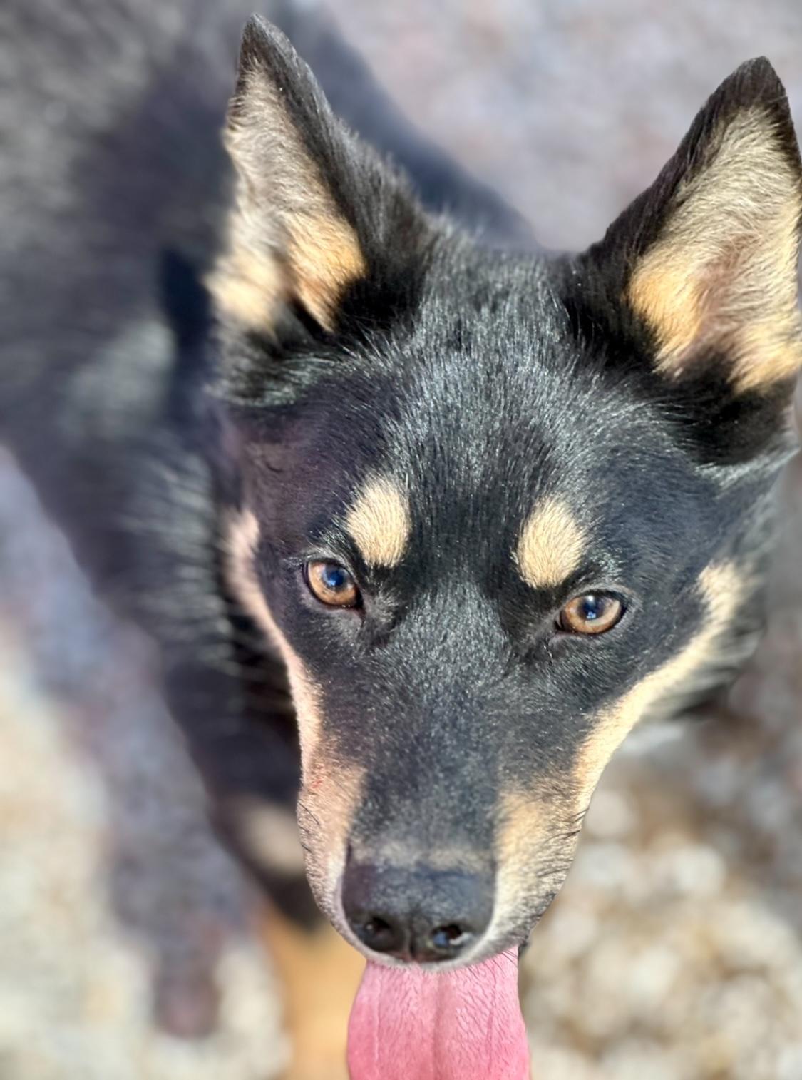 Dog for adoption - Bunny, an Australian Shepherd & Australian Cattle ...