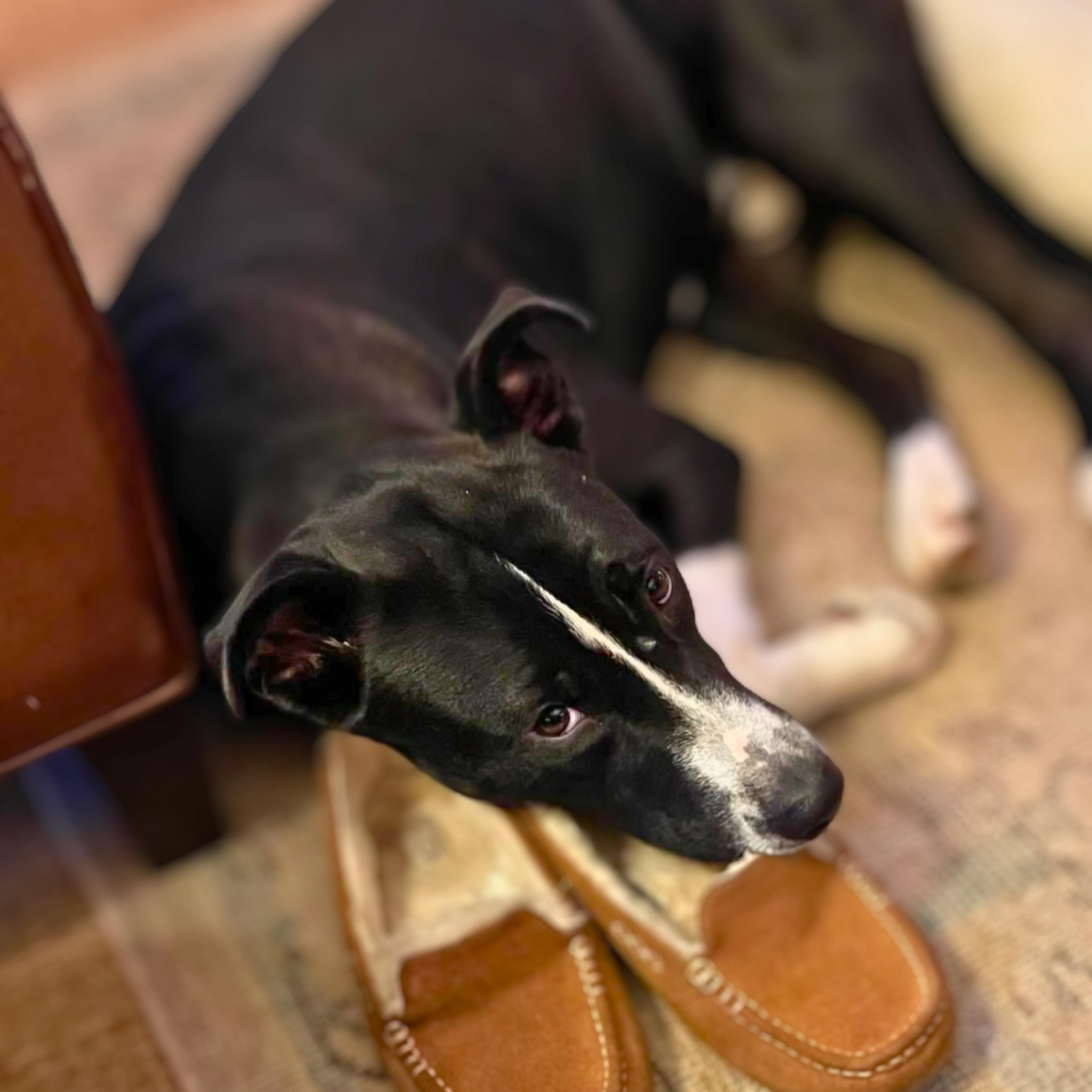 Dog for adoption - Comet, a Black Labrador Retriever & Pit Bull Terrier ...