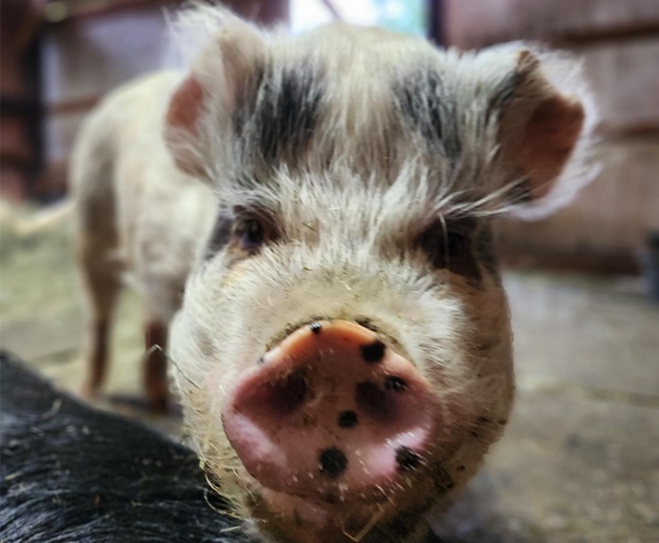 Pig for adoption - Zero, a Pig in Sultan, WA | Petfinder