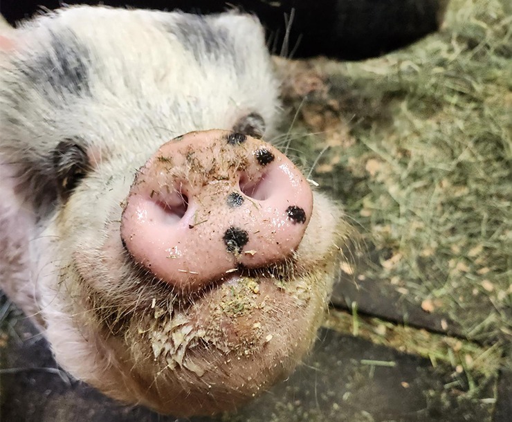 Pig for adoption - Zero, a Pig in Sultan, WA | Petfinder