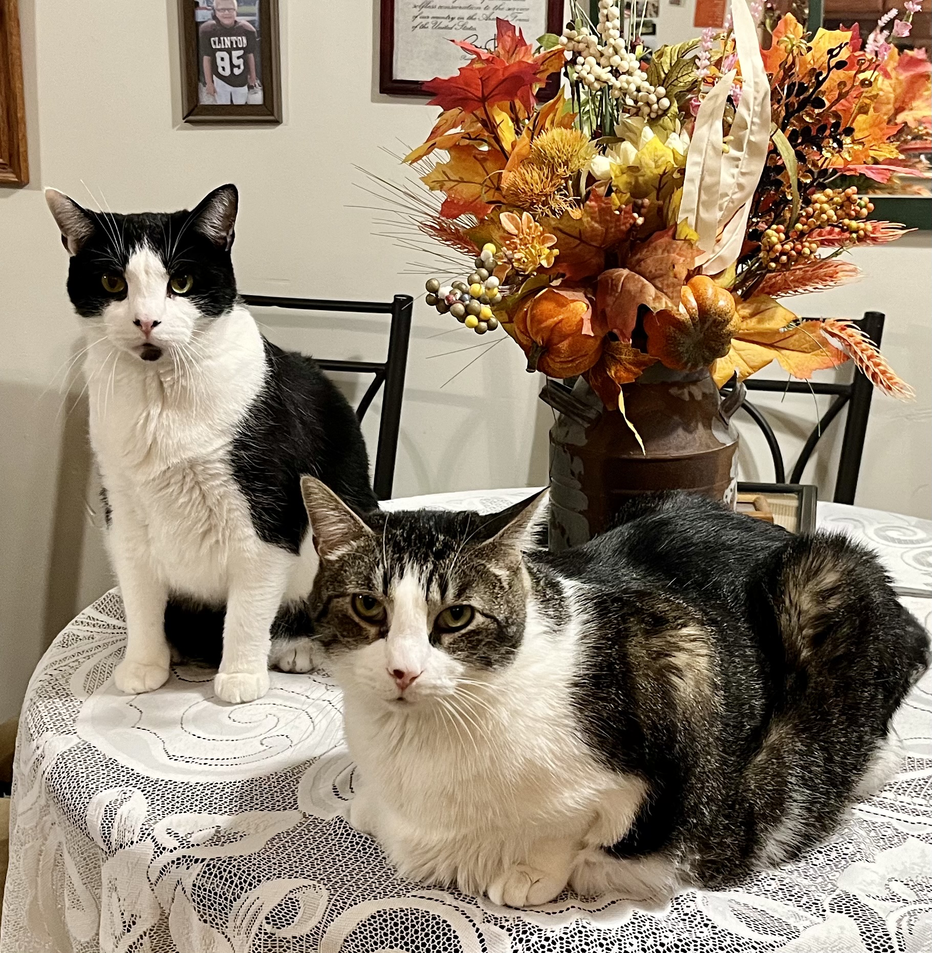 Cat for adoption - Porter, a Domestic Short Hair in Decatur, IL | Petfinder