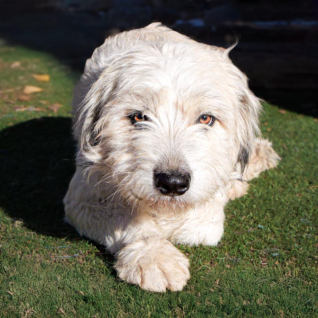 Dog for adoption - Good Natured Gryffin ~ Terripoo Terrific !, a ...