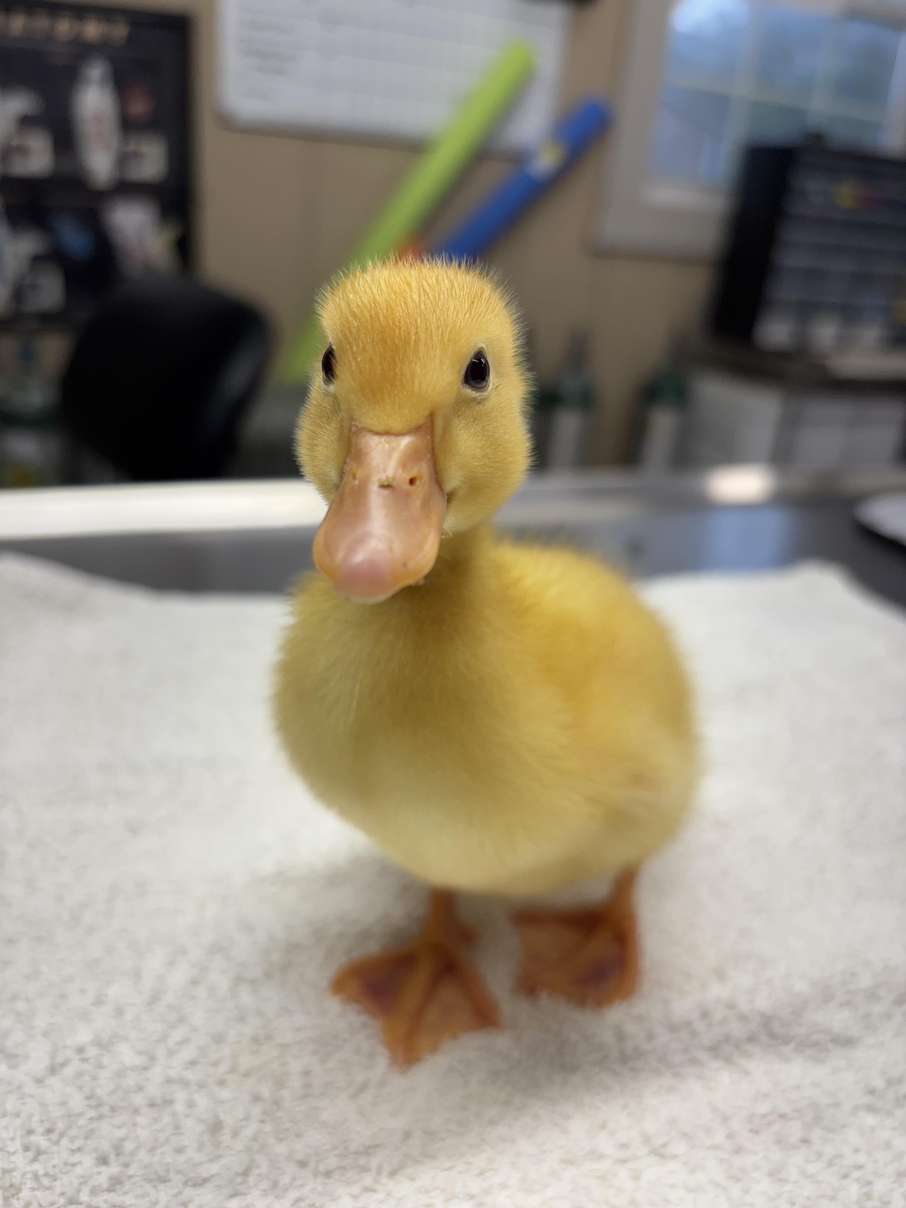Duck for adoption - Muddles, a Duck in Indian Trail, NC | Petfinder