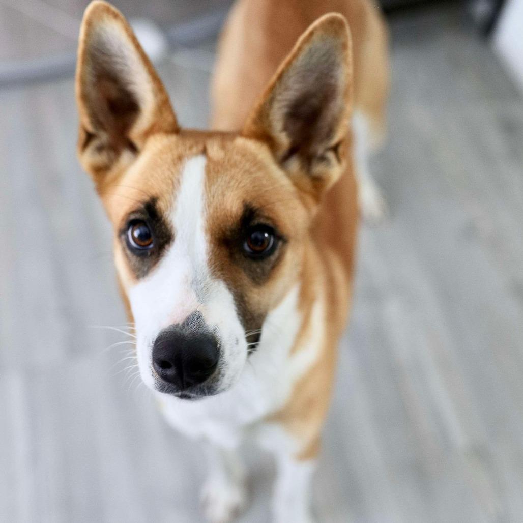 Dog for adoption - Chai EB, a Basenji & Shepherd Mix in Burnsville, MN ...