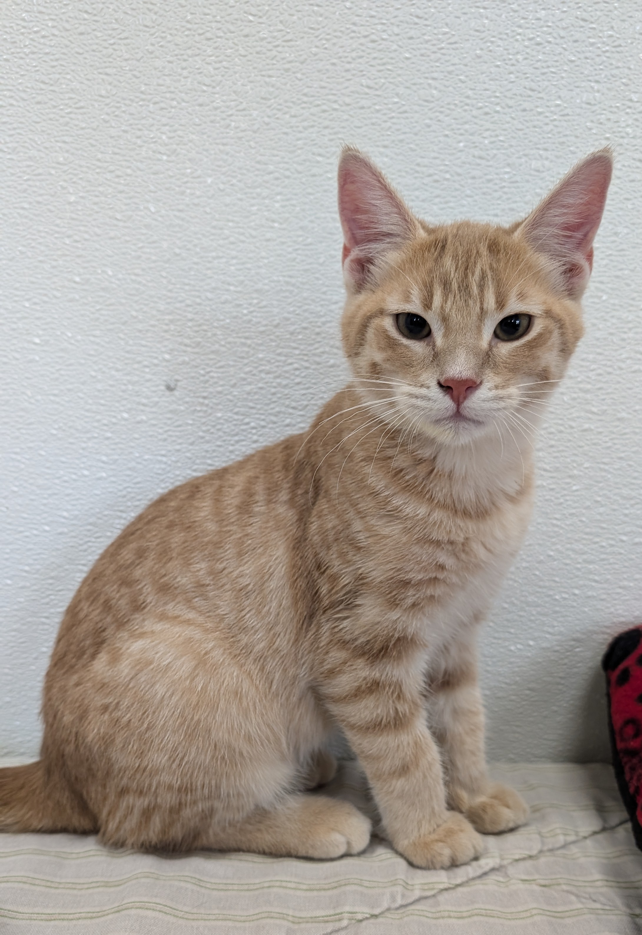 Cat for adoption - Albo, a Domestic Short Hair in New Ulm, MN | Petfinder