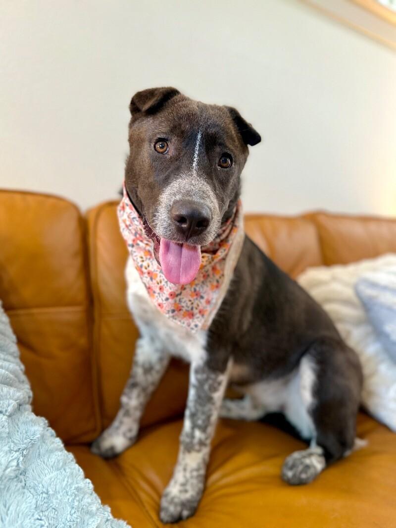 Dog for adoption - Poppy Perfection Splash-Pad Connoisseur, a Cattle Dog & Chow Chow Mix in ...