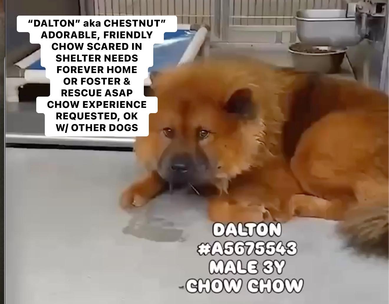 Dog for adoption - DALTON, a Chow Chow in West Hills, CA | Petfinder