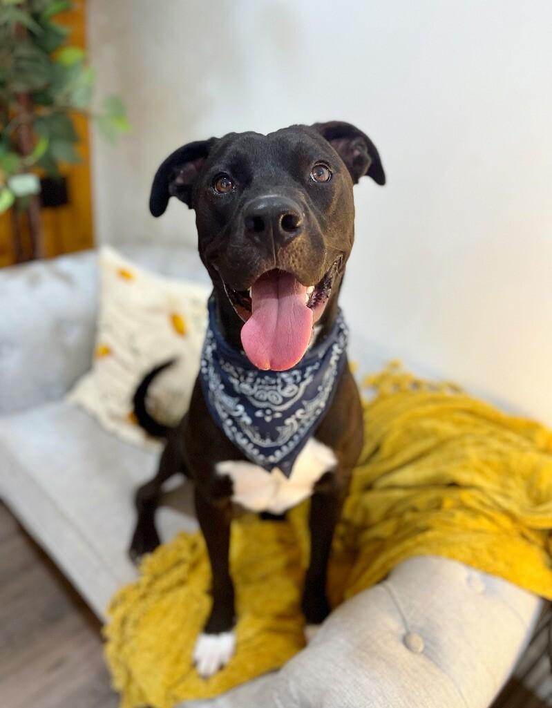 Dog for adoption - Mack Your Loyal Best Friend, a Pit Bull Terrier Mix ...