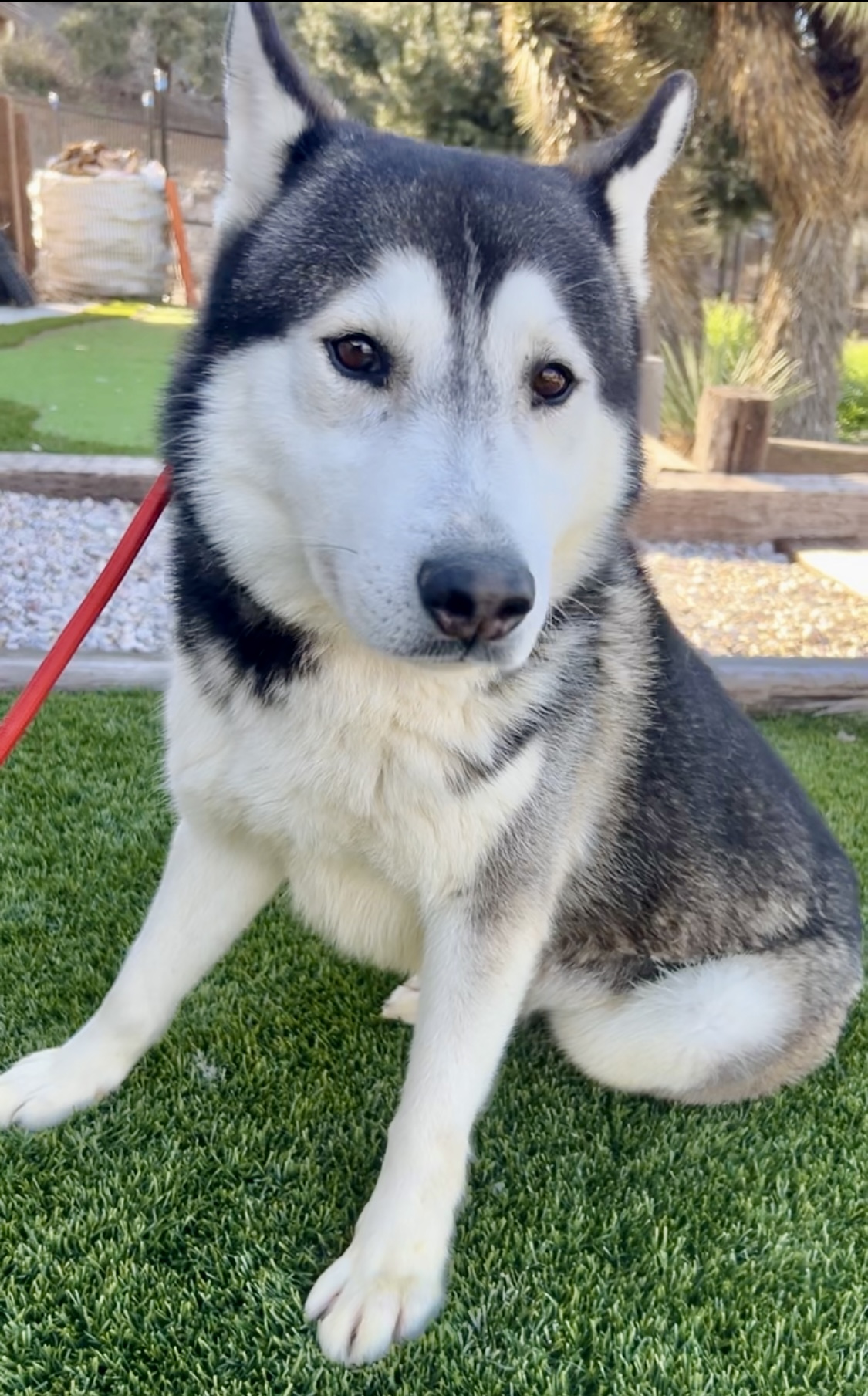Dog for adoption - Monty , a Siberian Husky & Husky Mix in Irvine , CA ...