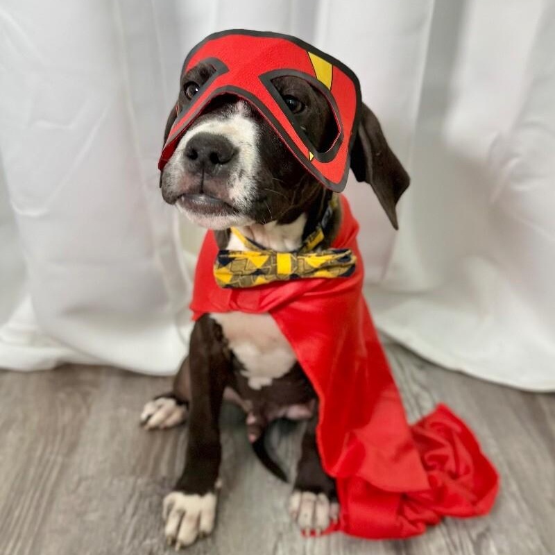 Dog for adoption - Captain Underbite, a Pit Bull Terrier & Labrador ...