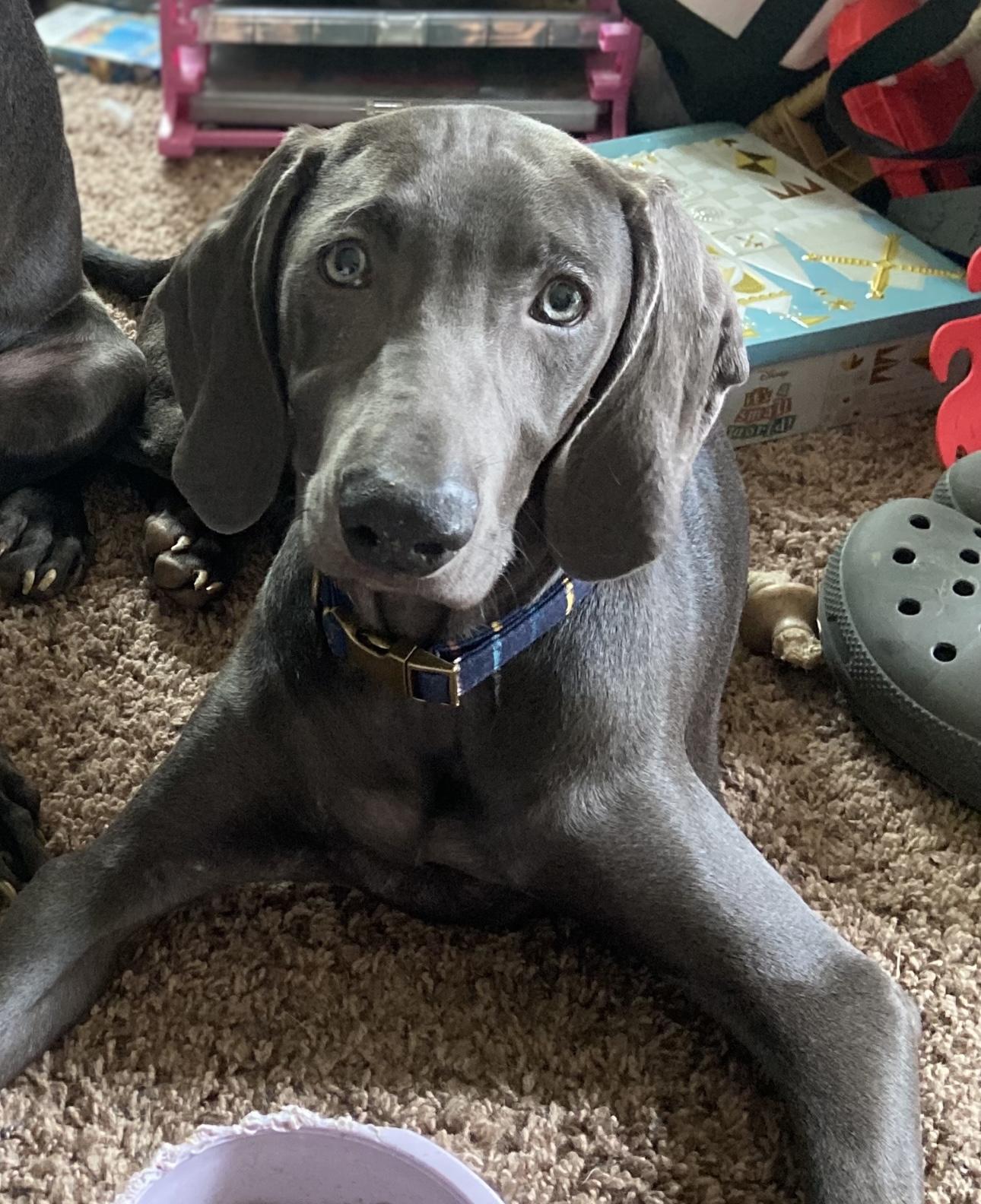 Hamilton County SPCA in Cincinnati, OH