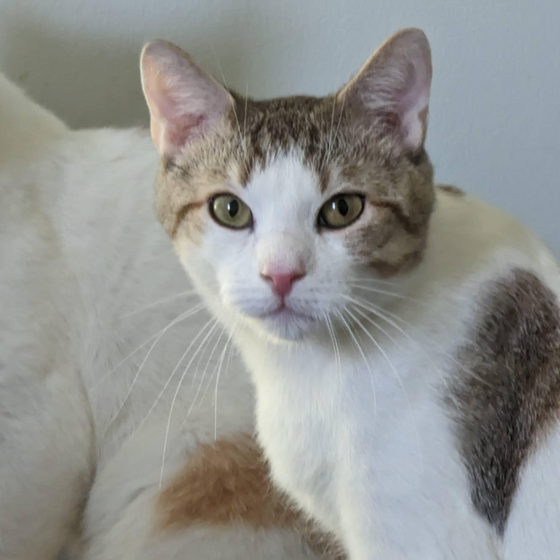 Cat Adoption in Bronx NY - Bronx Tails