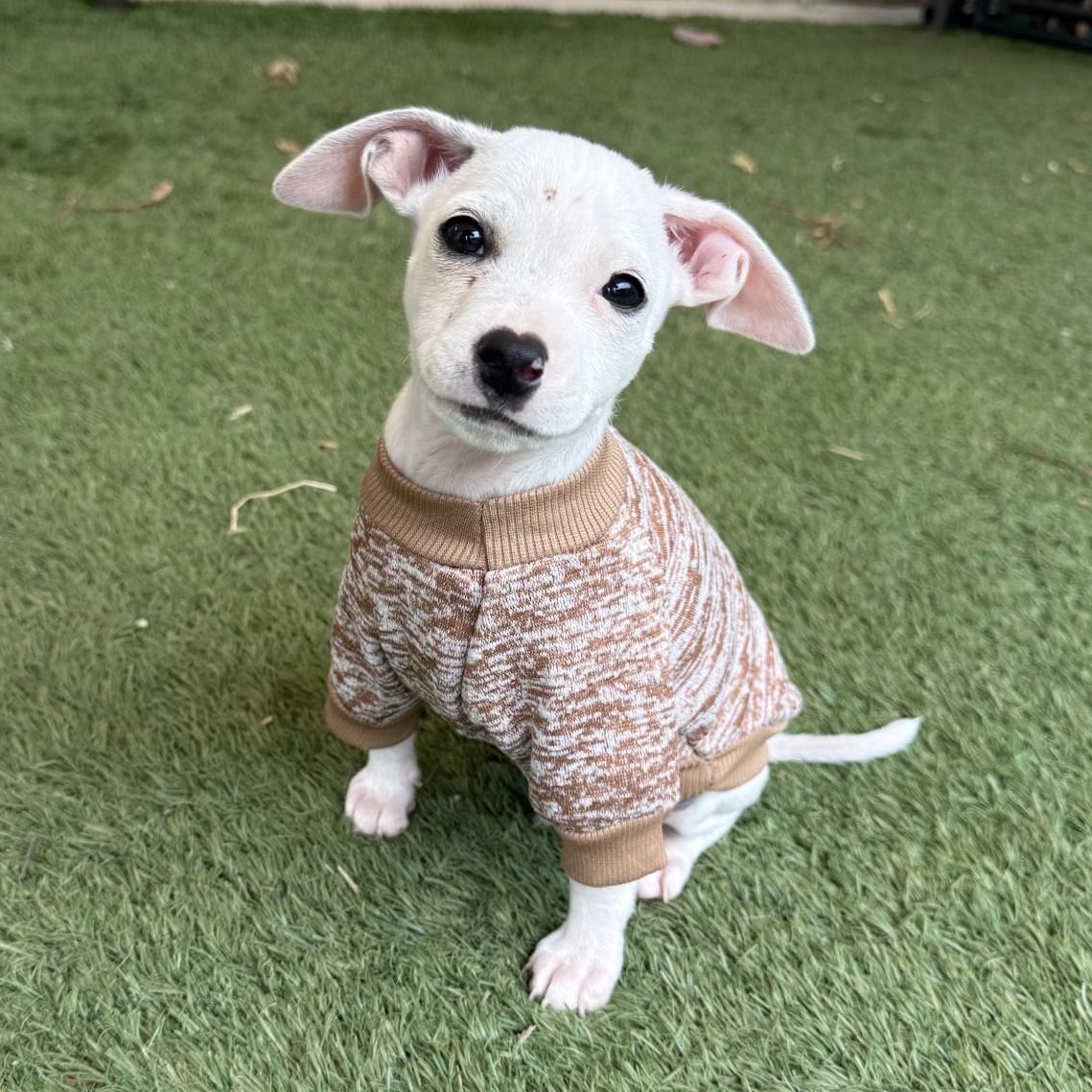 Dog for adoption - Whip Cream, a Chihuahua & Rat Terrier Mix in modesto ...