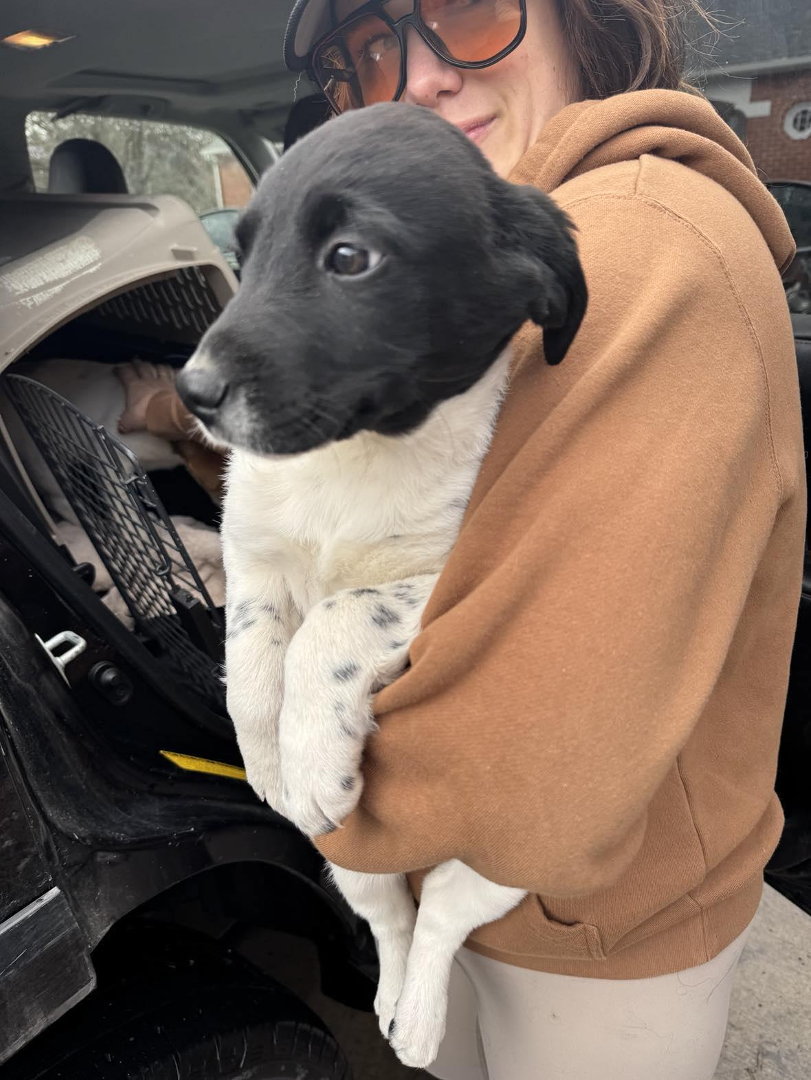 Dog for adoption - Freddie Mercury, an Australian Shepherd & Border Collie Mix in Missoula, MT ...