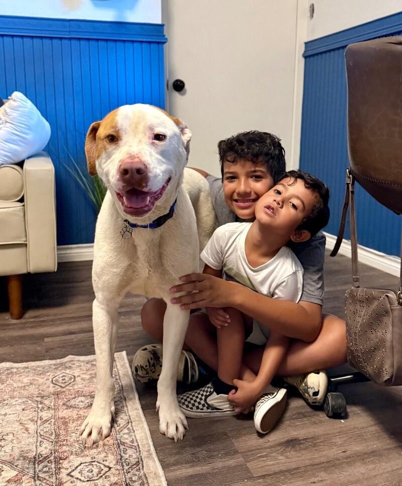 Dog for adoption - Milo Freckles the soulful gentleman, an American ...