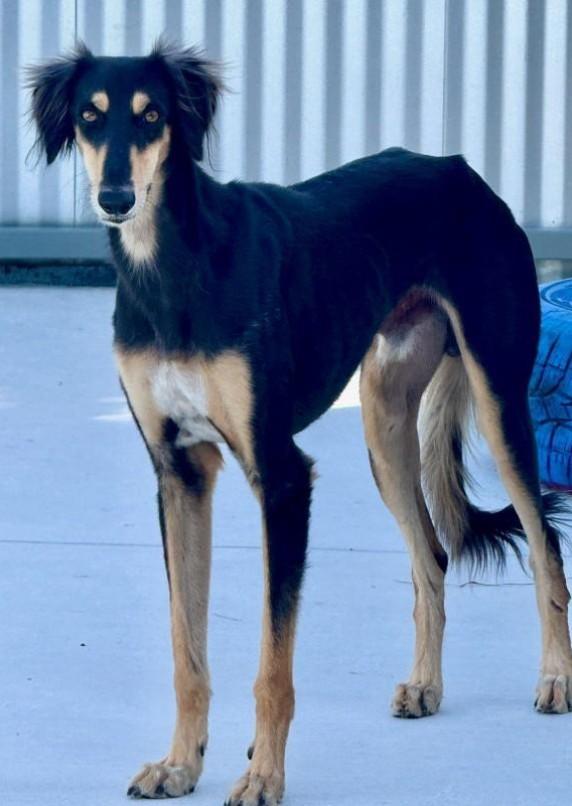 Dog for adoption - Roman-Royal dog of Egypt, a Saluki in San Antonio ...
