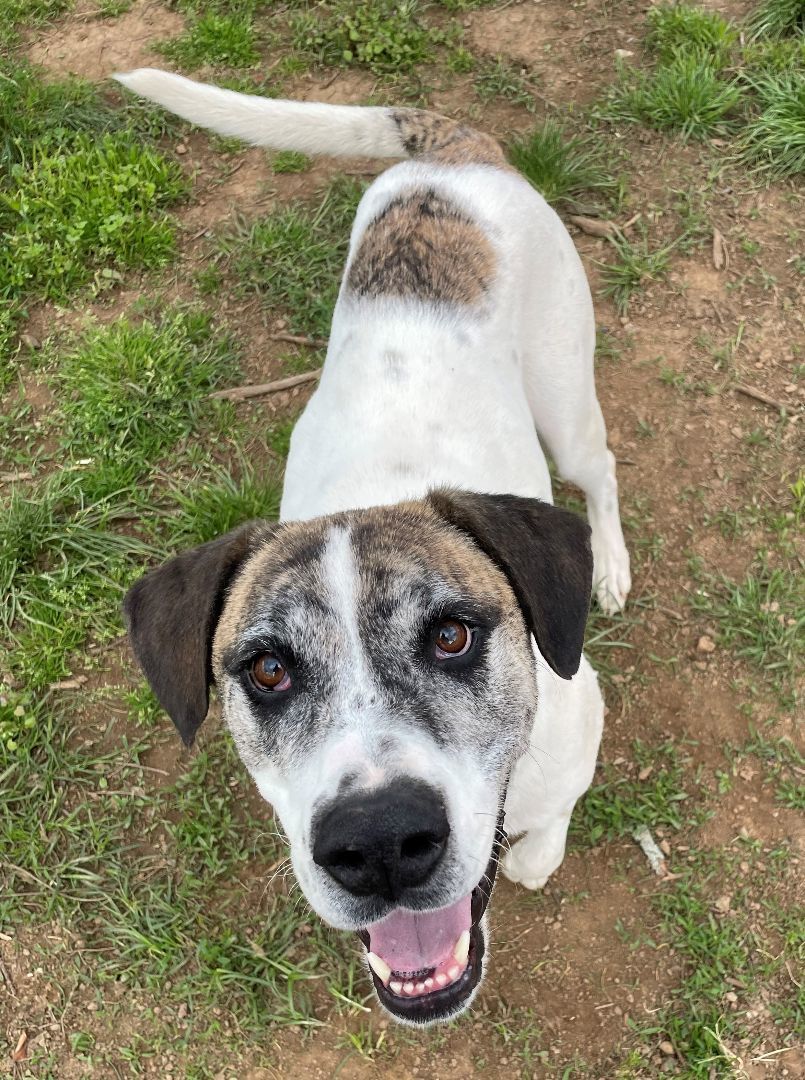 Dog for adoption - Rum, a Hound & Pit Bull Terrier Mix in Versailles ...