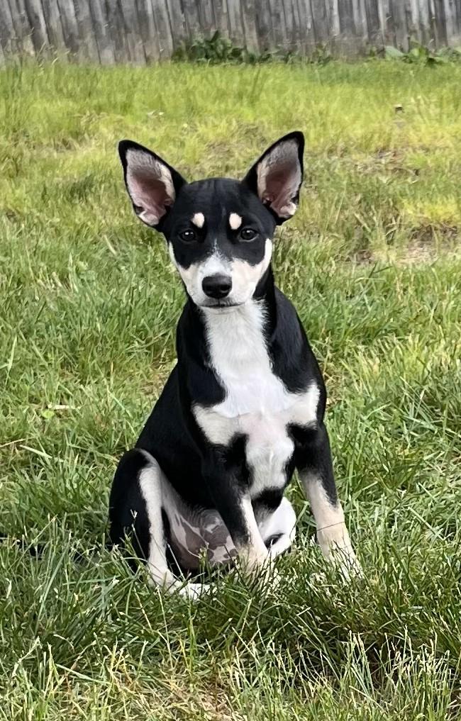 Dog for adoption - Princess, a Collie & Labrador Retriever Mix in ...