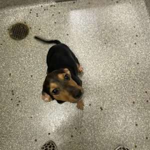 Dog for adoption - Archie, a Mixed Breed in Media, PA | Petfinder