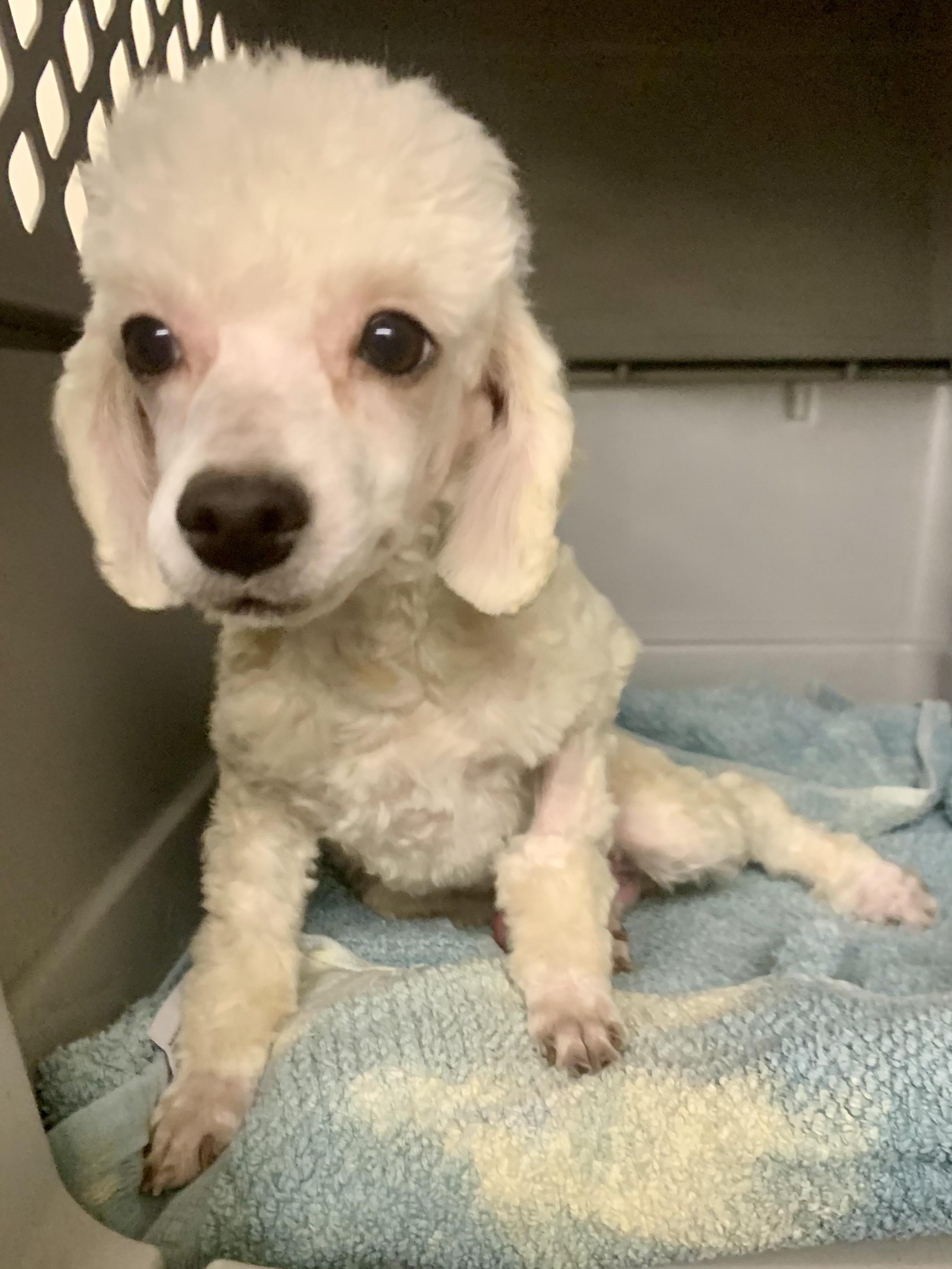 Dog for adoption - Curly Joe, a Poodle (Toy) in Richmond, VA | Petfinder