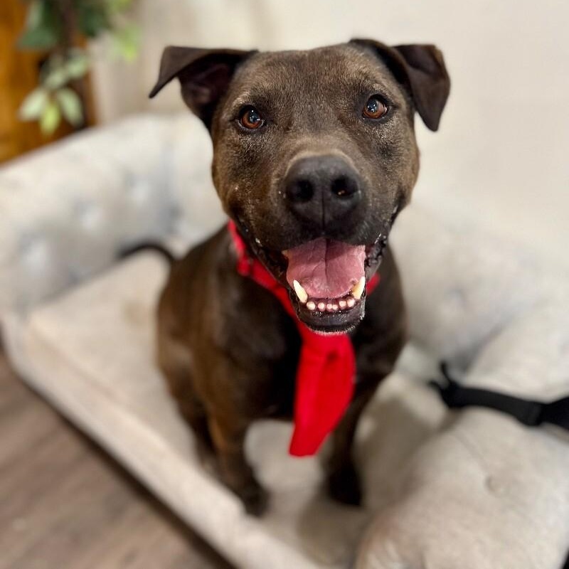 Dog for adoption - Poo-ka Nacua Wants to Love You, a Labrador Retriever ...