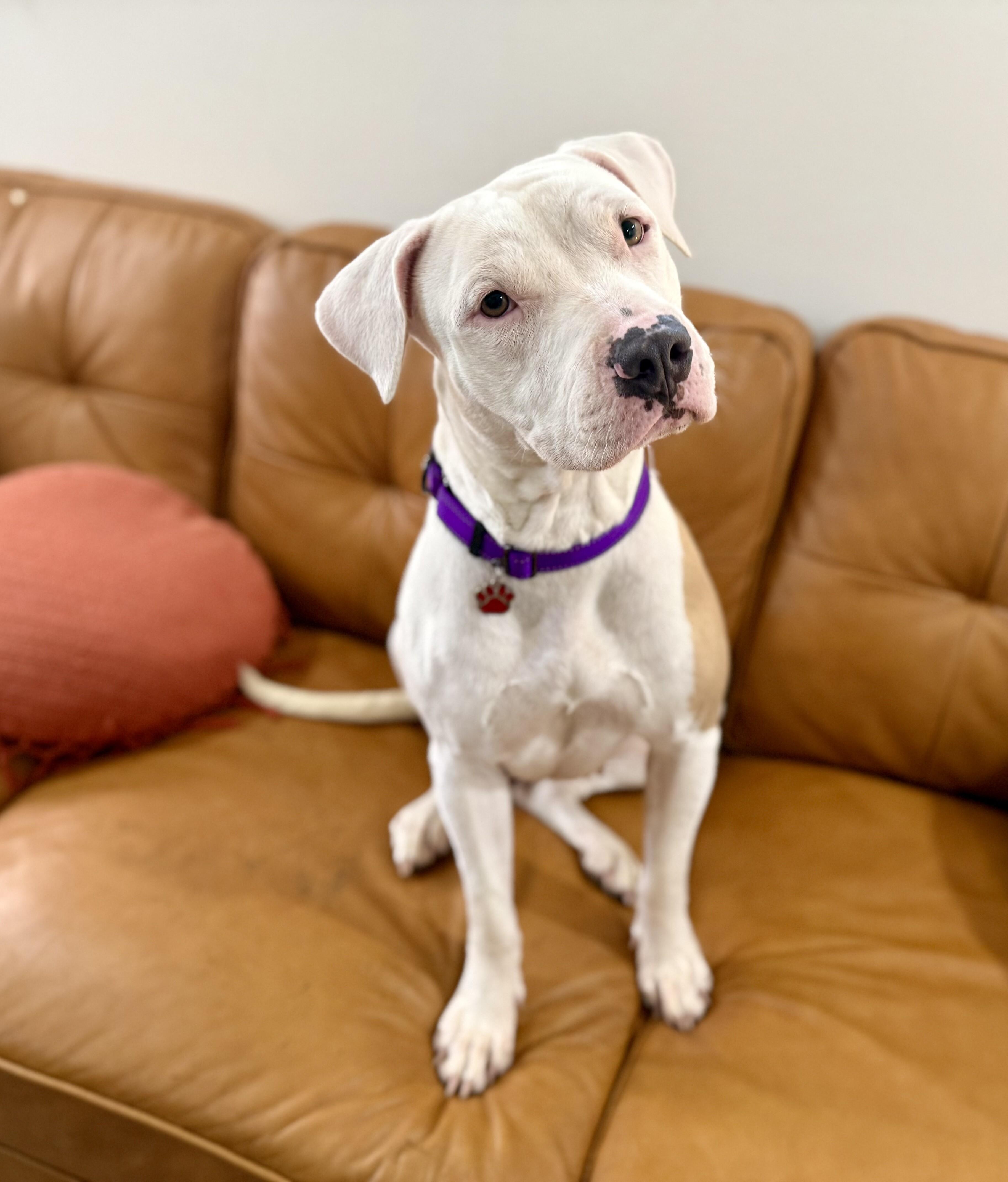 Dog for adoption - Jazzie Smiles makes your heart go EEK!, a Pit Bull ...