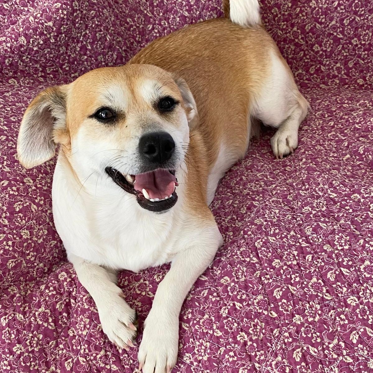Dog for adoption - Ms. Marvelous Hachiko, a Cairn Terrier & Beagle Mix ...