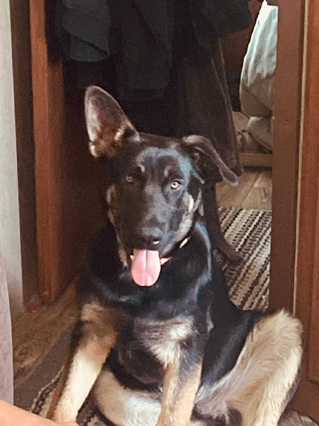Dog for adoption - Maverick, a German Shepherd Dog in Hermiston, OR ...