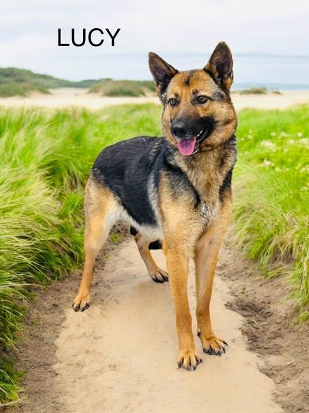 Dog for adoption - Lucy, a German Shepherd Dog in Ann Arbor, MI | Petfinder