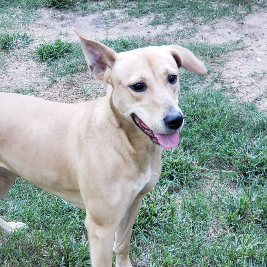 Dog for adoption - Ditto, a Labrador Retriever Mix in Austin, TX ...