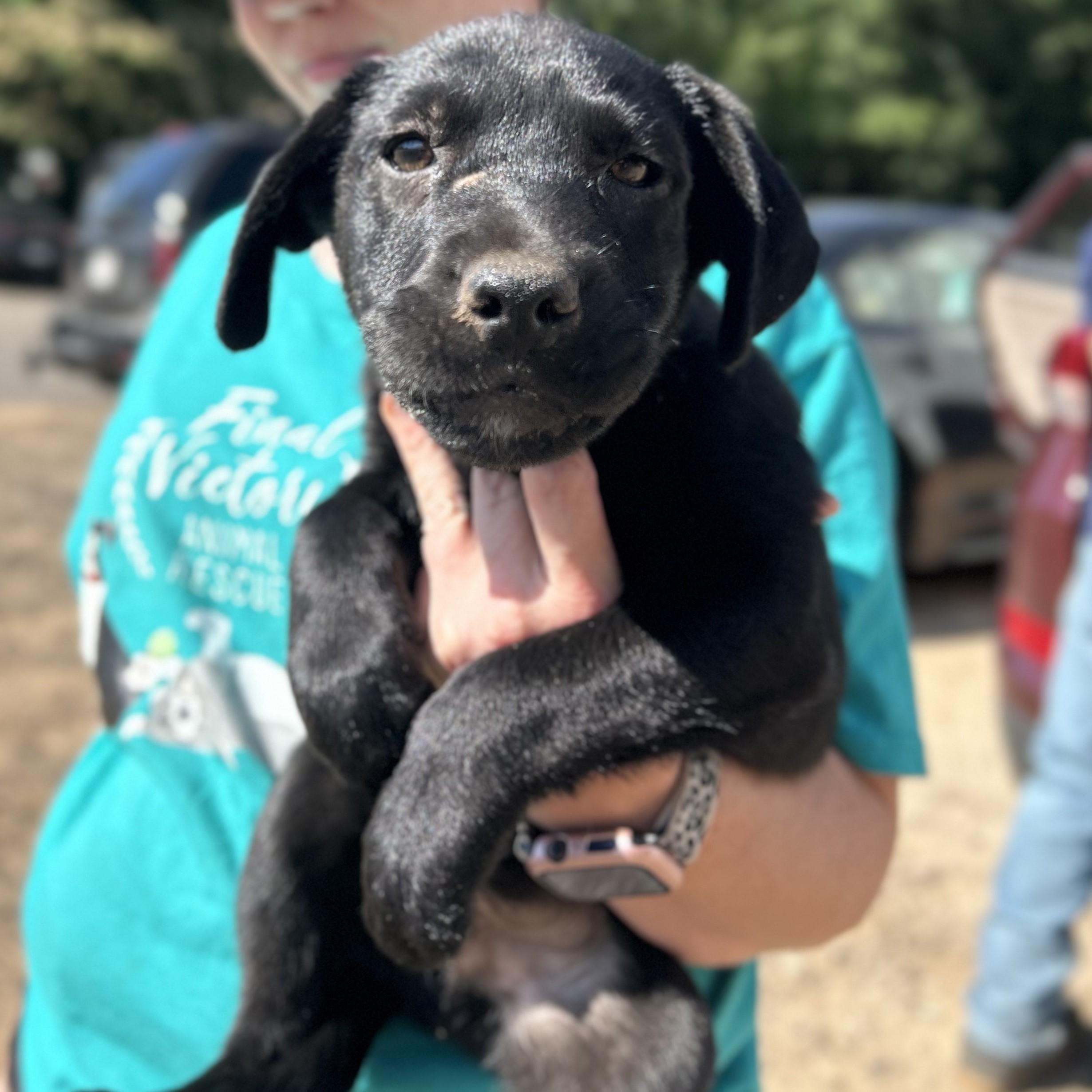 Dog for adoption - Marc Jacobs, a Labrador Retriever Mix in Frederick ...