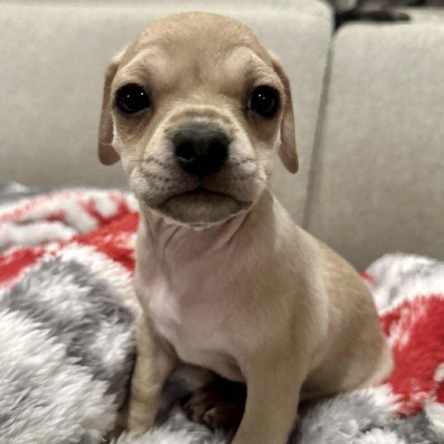 Banjo - Adoptable Pet | Petfinder | Petfinder