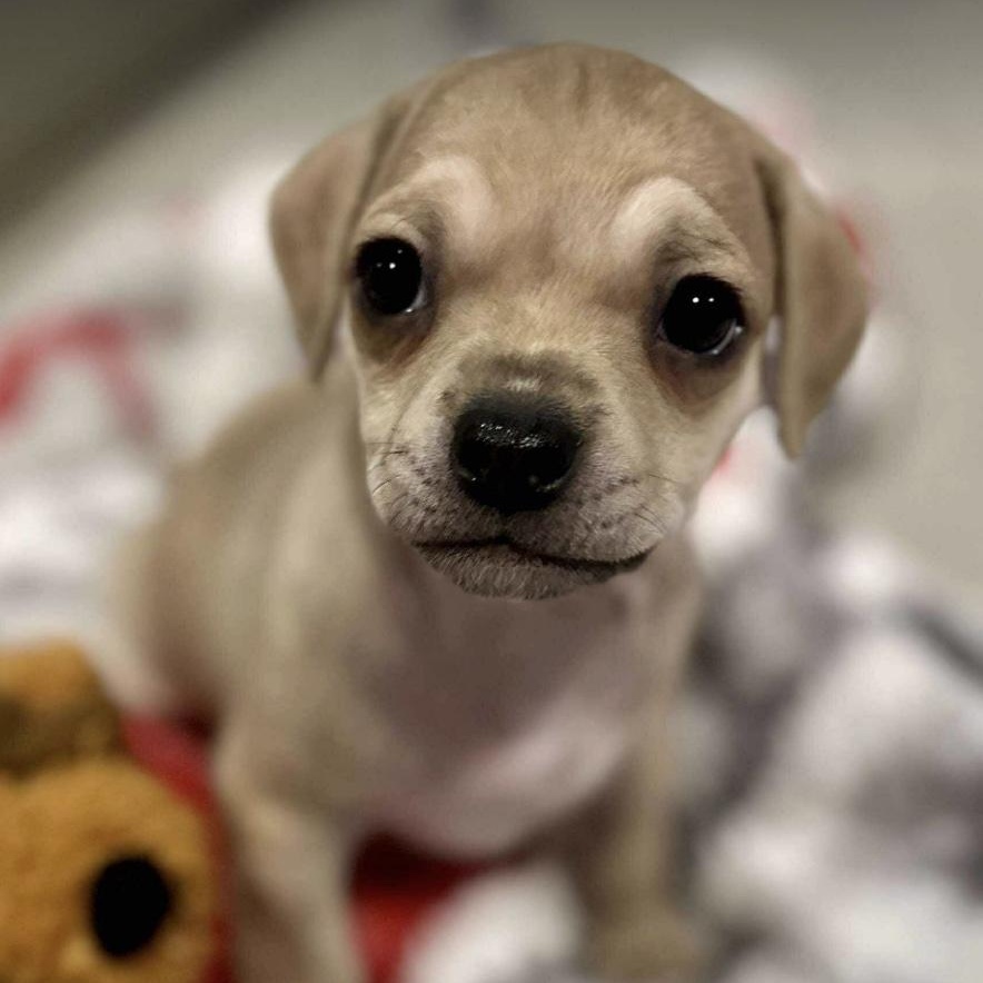 Banjo - Adoptable Pet | Petfinder | Petfinder