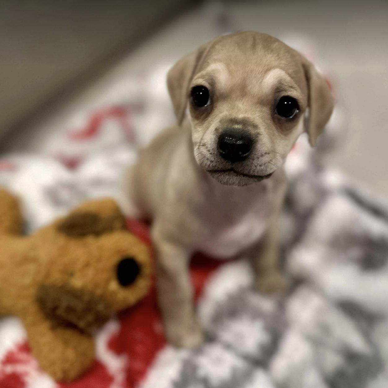 Banjo - Adoptable Pet | Petfinder | Petfinder