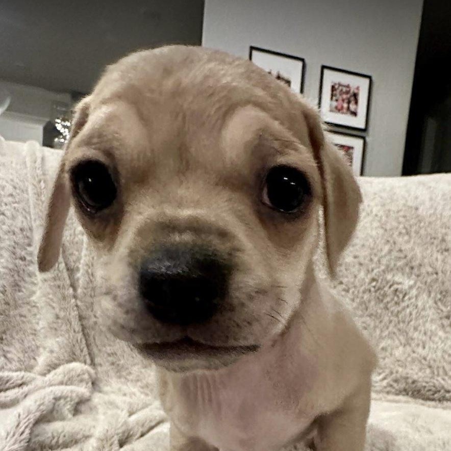 Banjo - Adoptable Pet | Petfinder | Petfinder