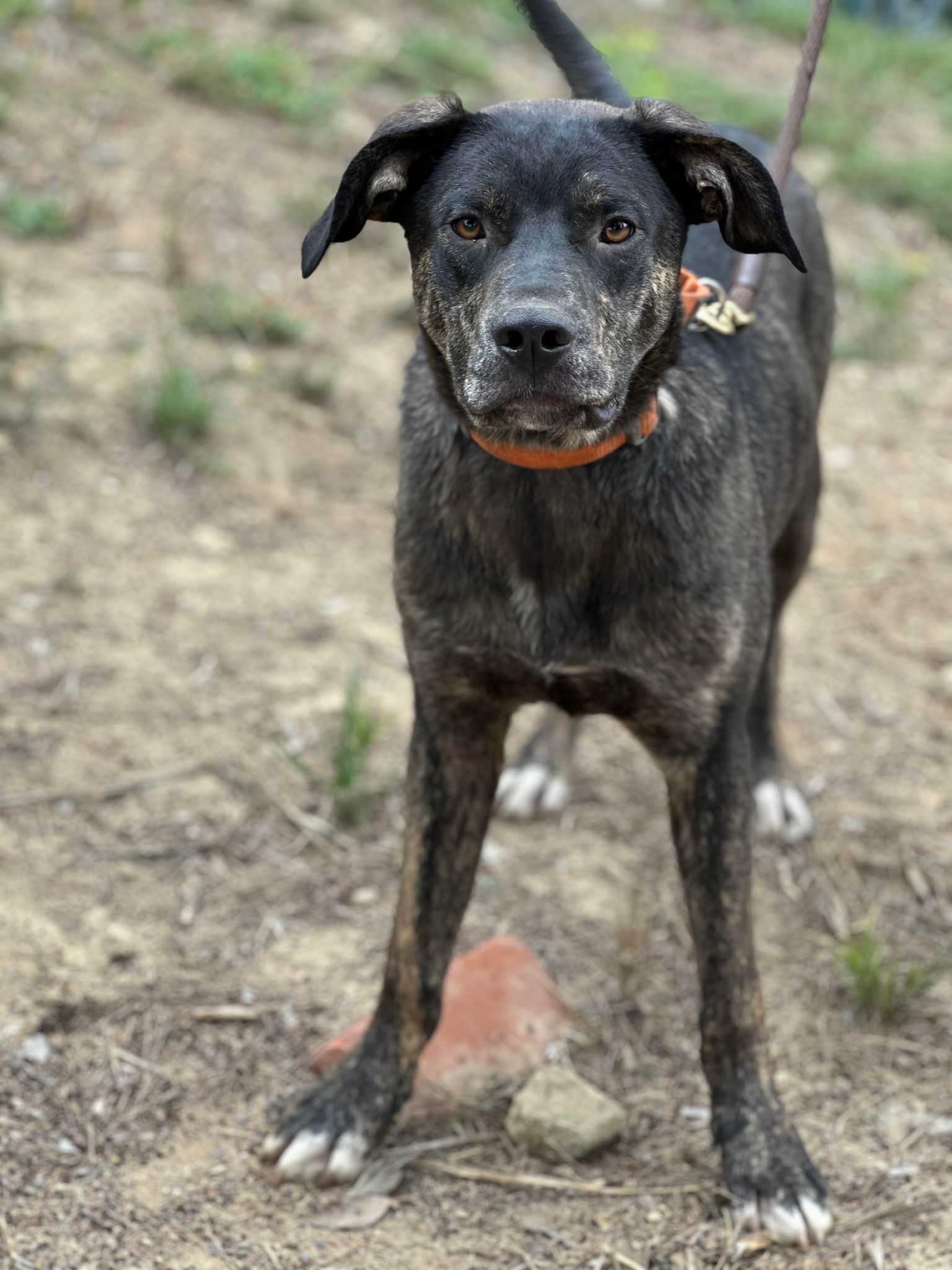 Dog for adoption - Bruce, a Shepherd & Pointer Mix in Portland, OR ...