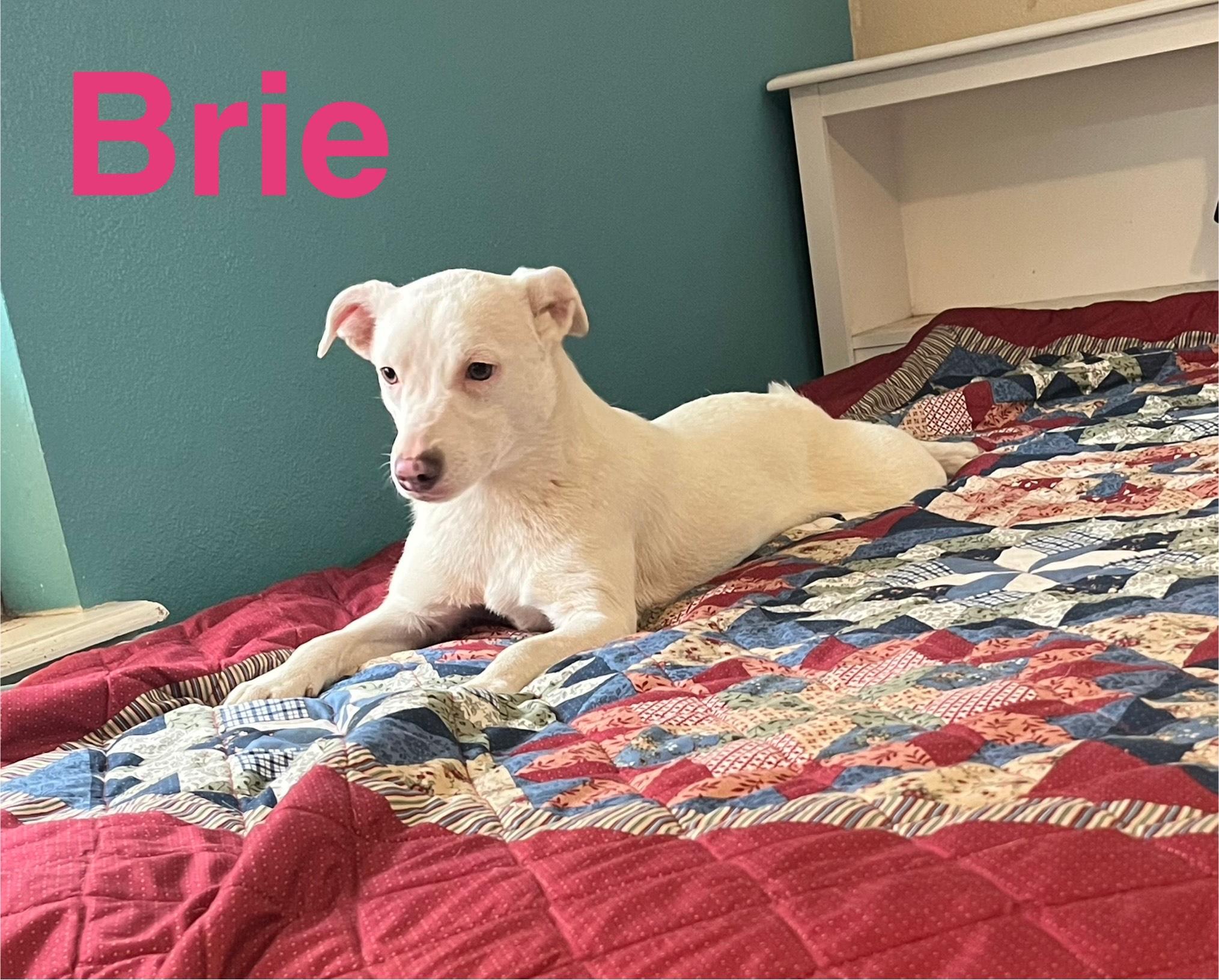 Dog for adoption - Brie, an Australian Shepherd & Border Collie Mix in Rockford, IL | Petfinder