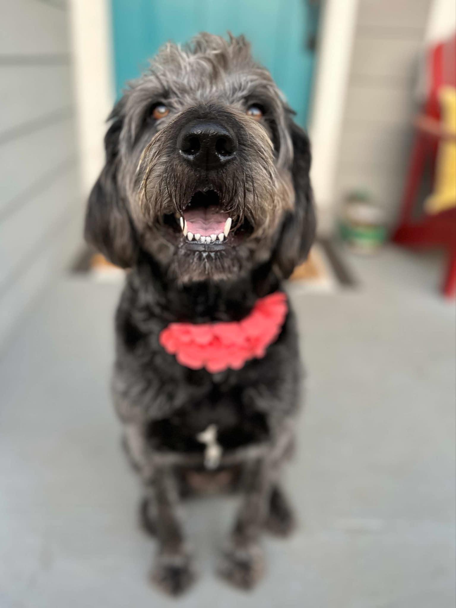 Dog for adoption - Lottie, a Labradoodle Mix in Madison, WI | Petfinder